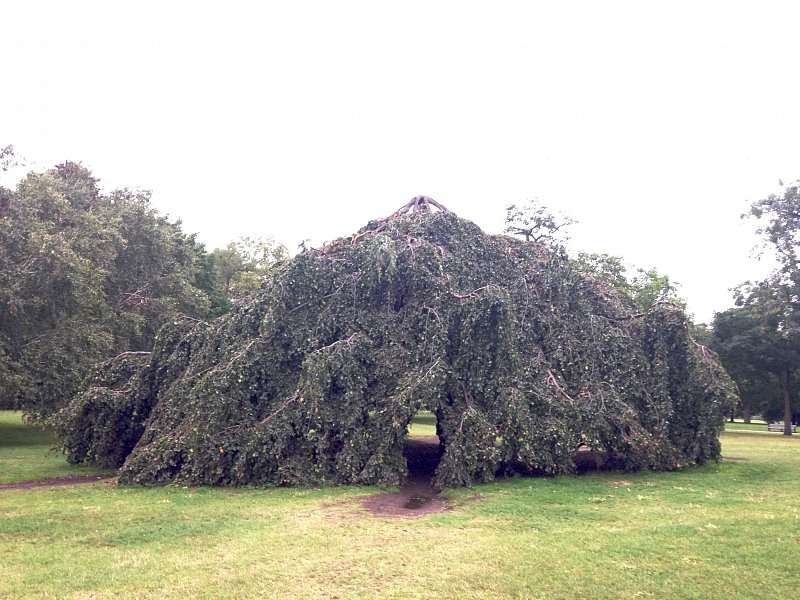 Tree Cave - matilda's orangerie